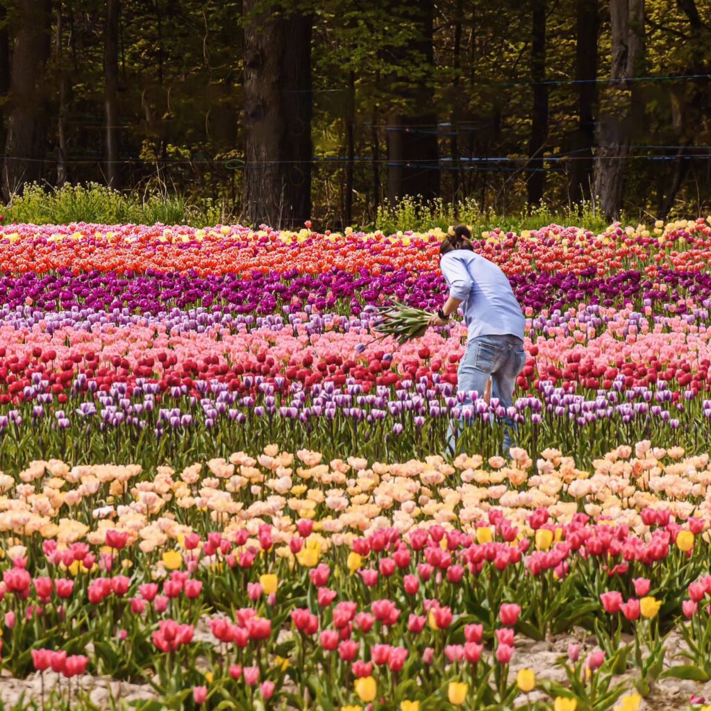 Discover the Beauty of Tulip Picking in Niagara | Crush On Niagara Wine ...