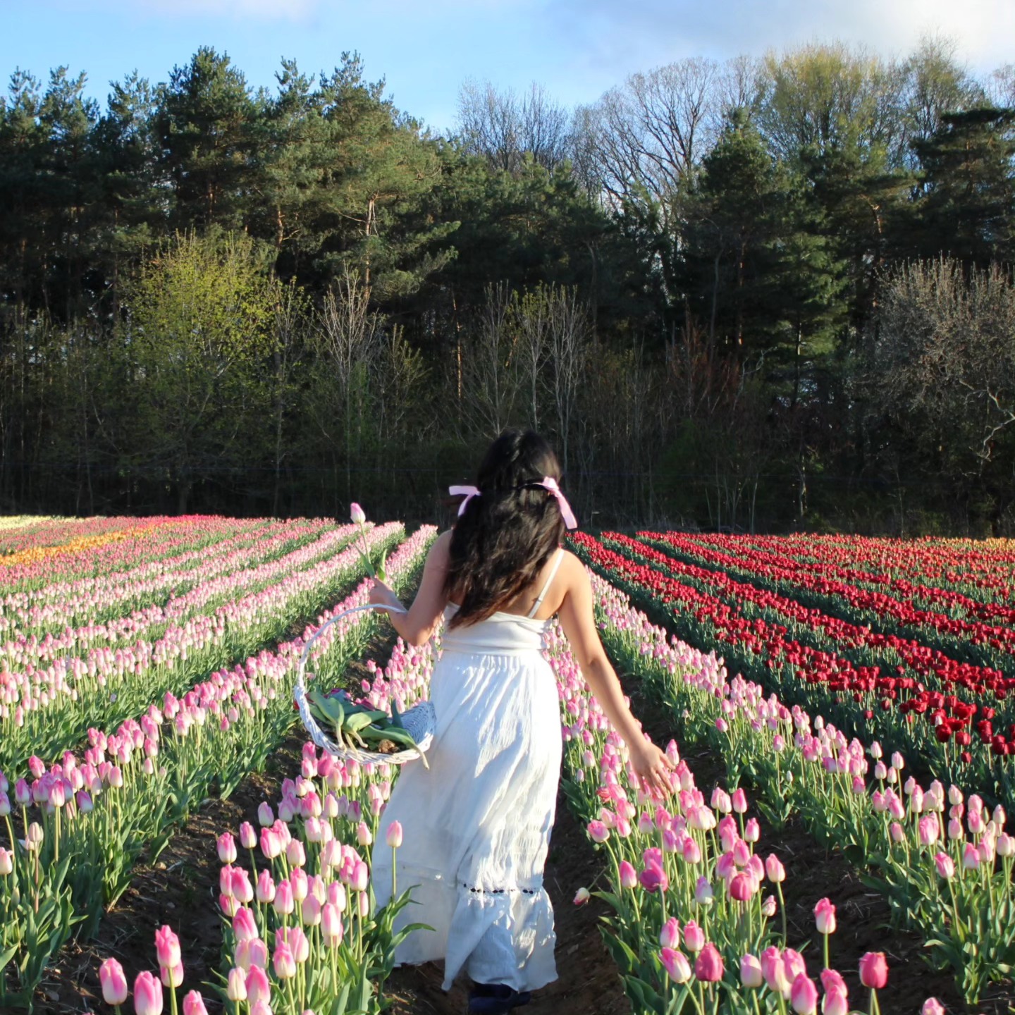 Discover the Beauty of Tulip Picking in Niagara | Crush On Niagara Wine ...
